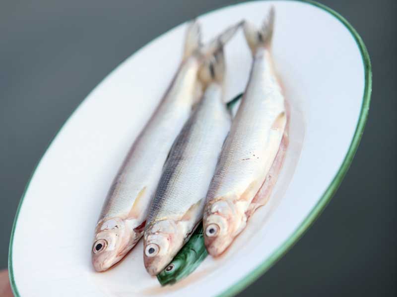 Heringsschmaus in Oberösterreich